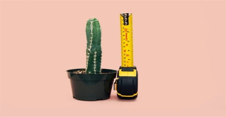 Is 6 Inches Small? How Long Is It Compared to Objects? - Sidomi